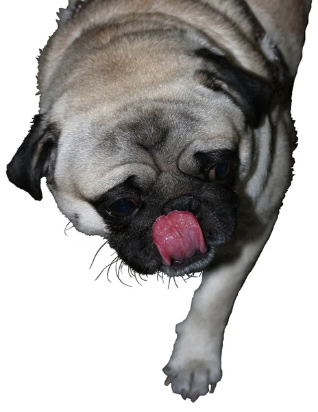 Cursed images of pug Stock Photos, Royalty Free Cursed images of pug ...