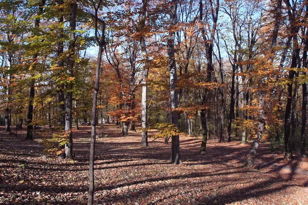 Forest recreation areas Stock Photos, Royalty Free Forest recreation ...