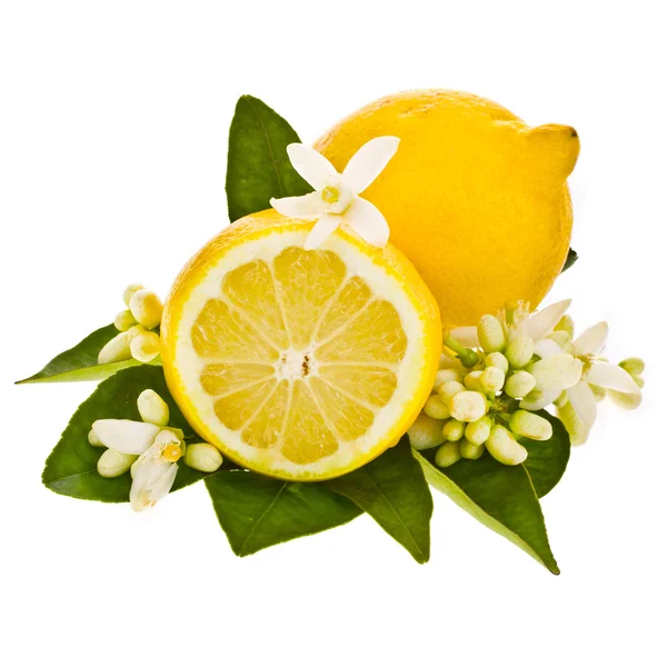 Fleurs de pamplemousse images libres de droit, photos de Fleurs de ...