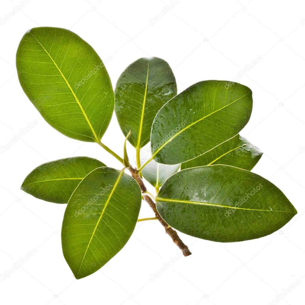 Ficus branch Stock Photo by ©vanazi 27605595