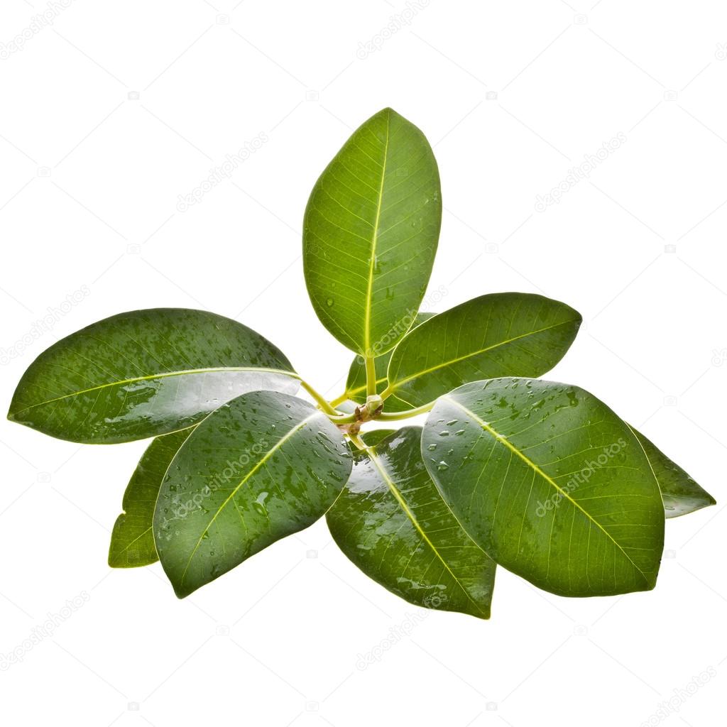 Ficus branch Stock Photo by ©vanazi 27606921