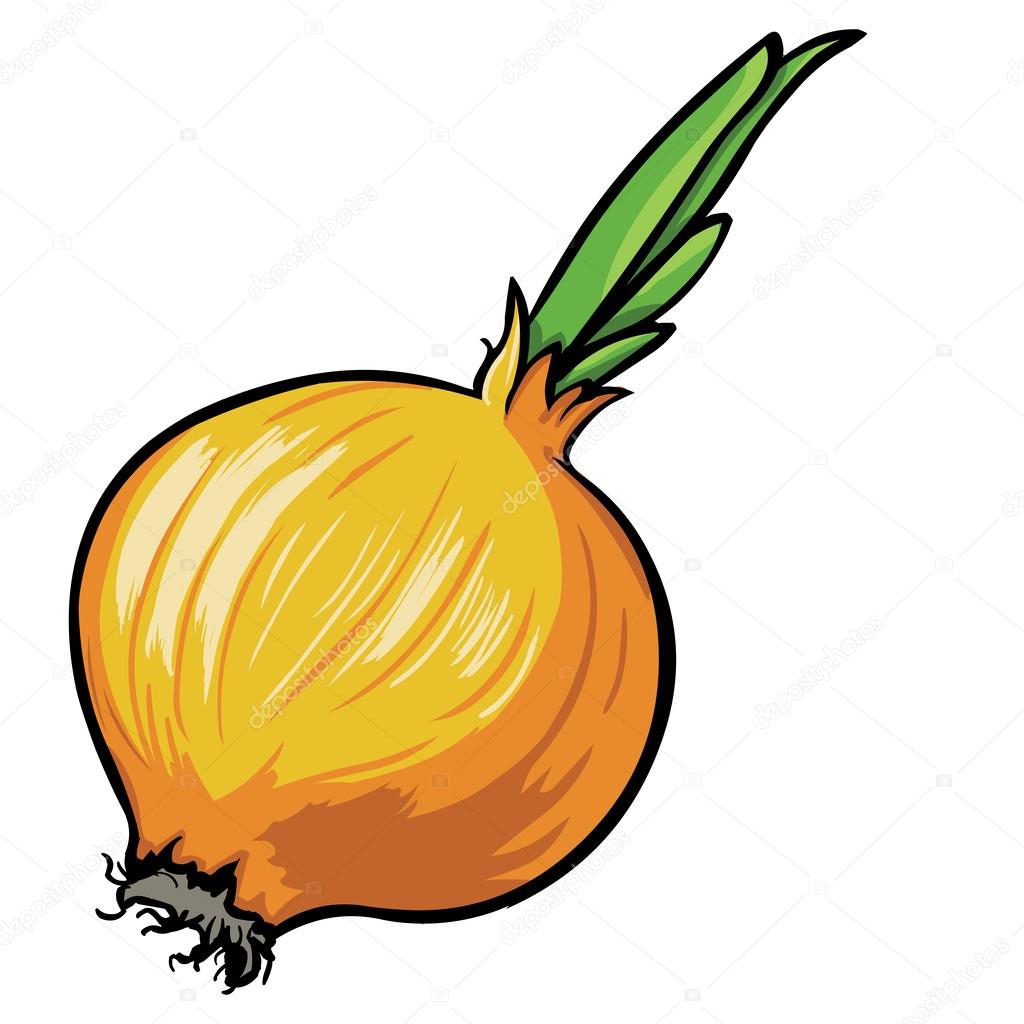 cebula wektor — Grafika wektorowa © nikiteev #27559983