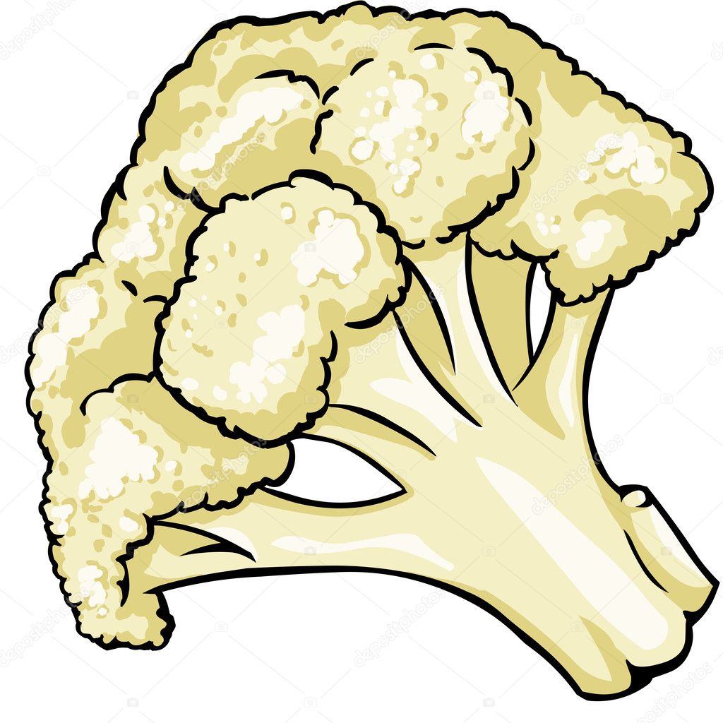 Vector coliflor — Vector de stock © nikiteev #27560077