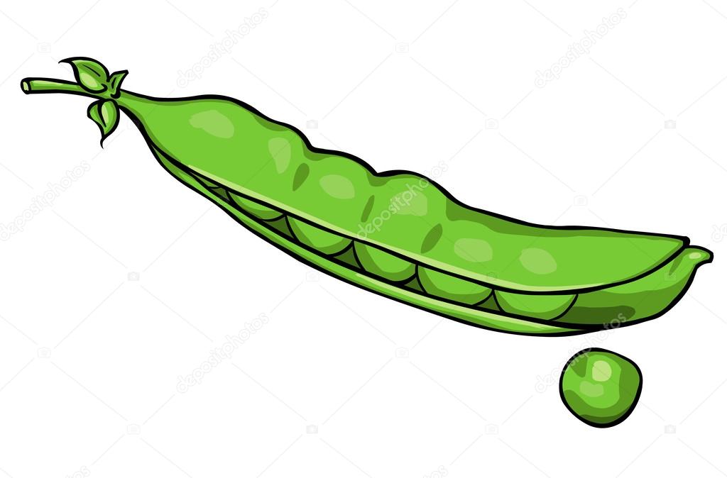 Vagem de ervilha verde vetor — Vetor de Stock © nikiteev #27878151