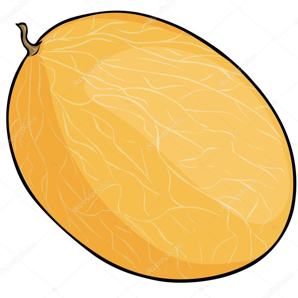 Vector cartoon melon — Stock Vector © nikiteev #31253837