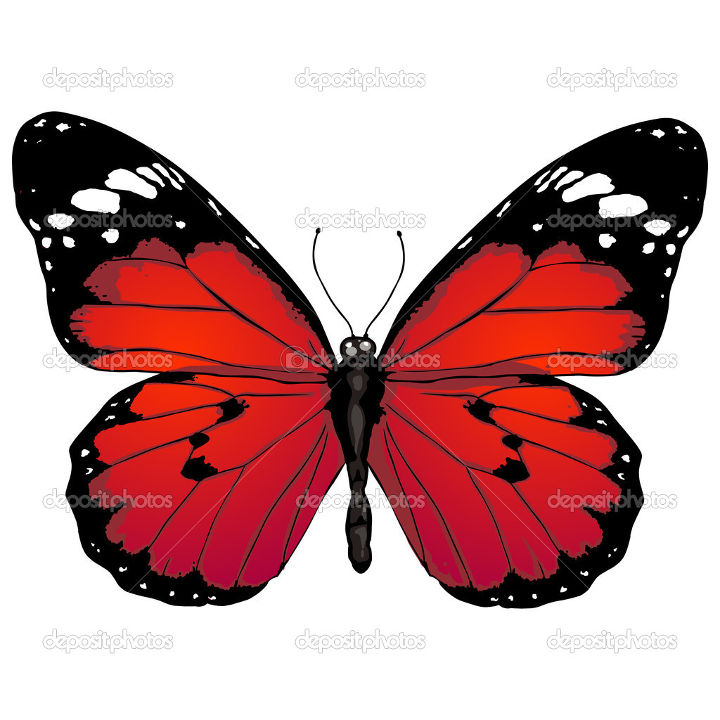 Papillon dessin animé — Image vectorielle nikiteev © #50457845