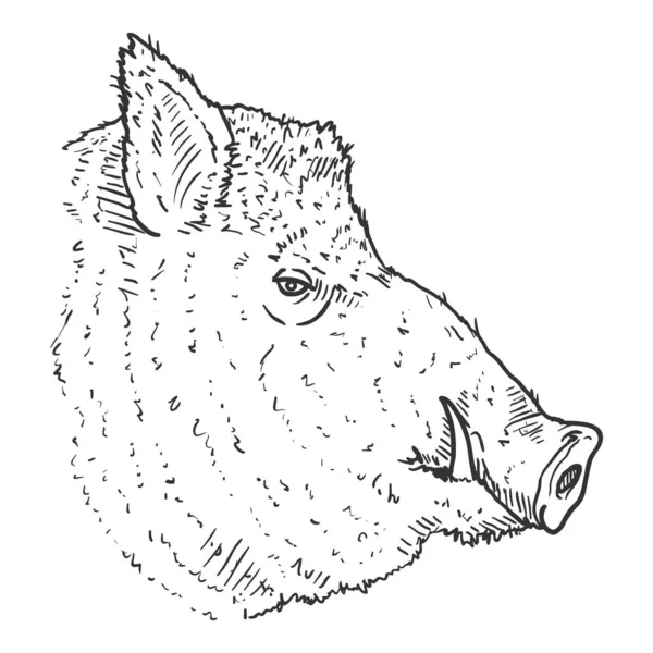 Boars head Vector Art Stock Images | Depositphotos