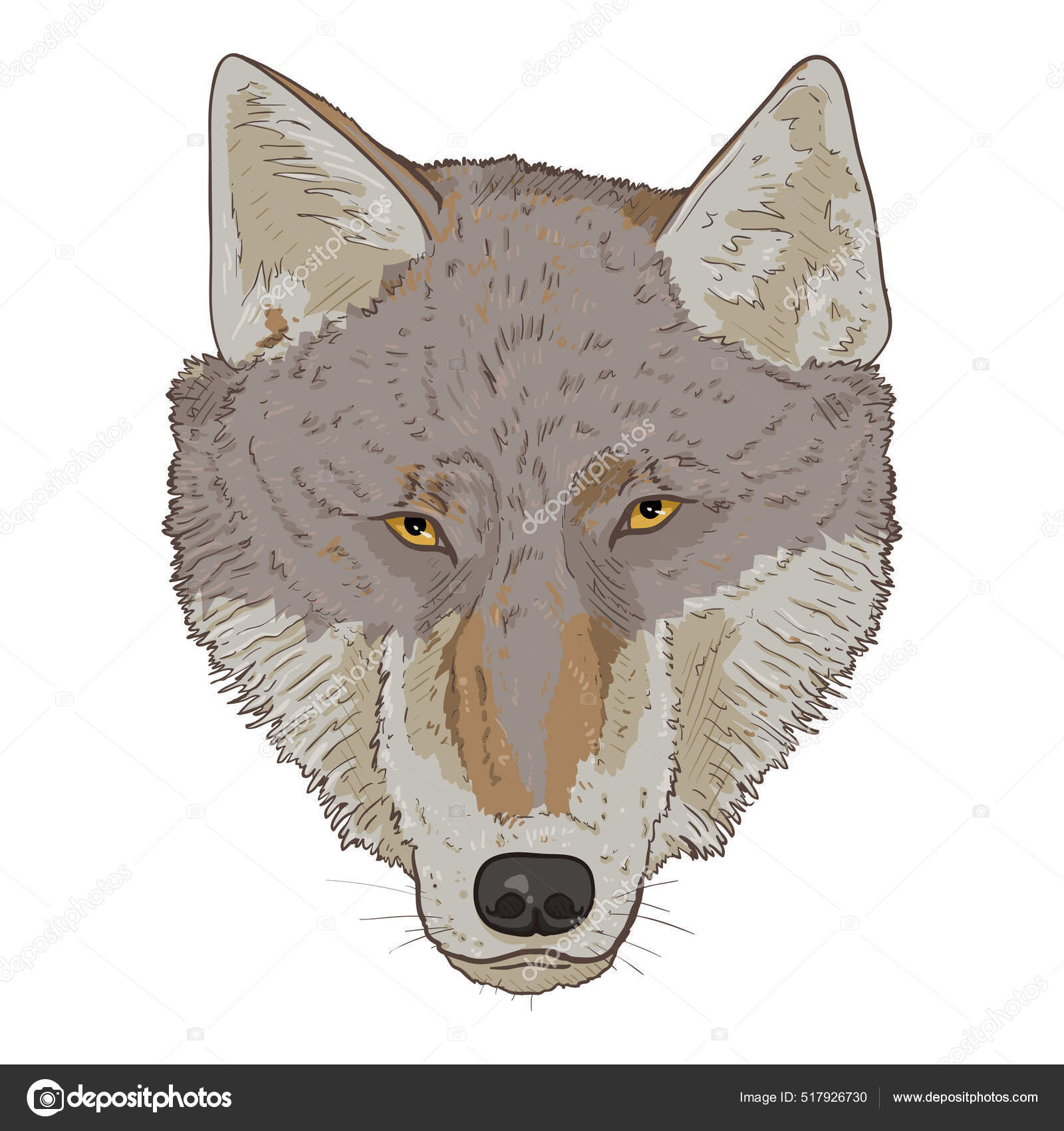 Dibujo De Vista Frontal De Lobo Vectores De Stock Sin Royalties De