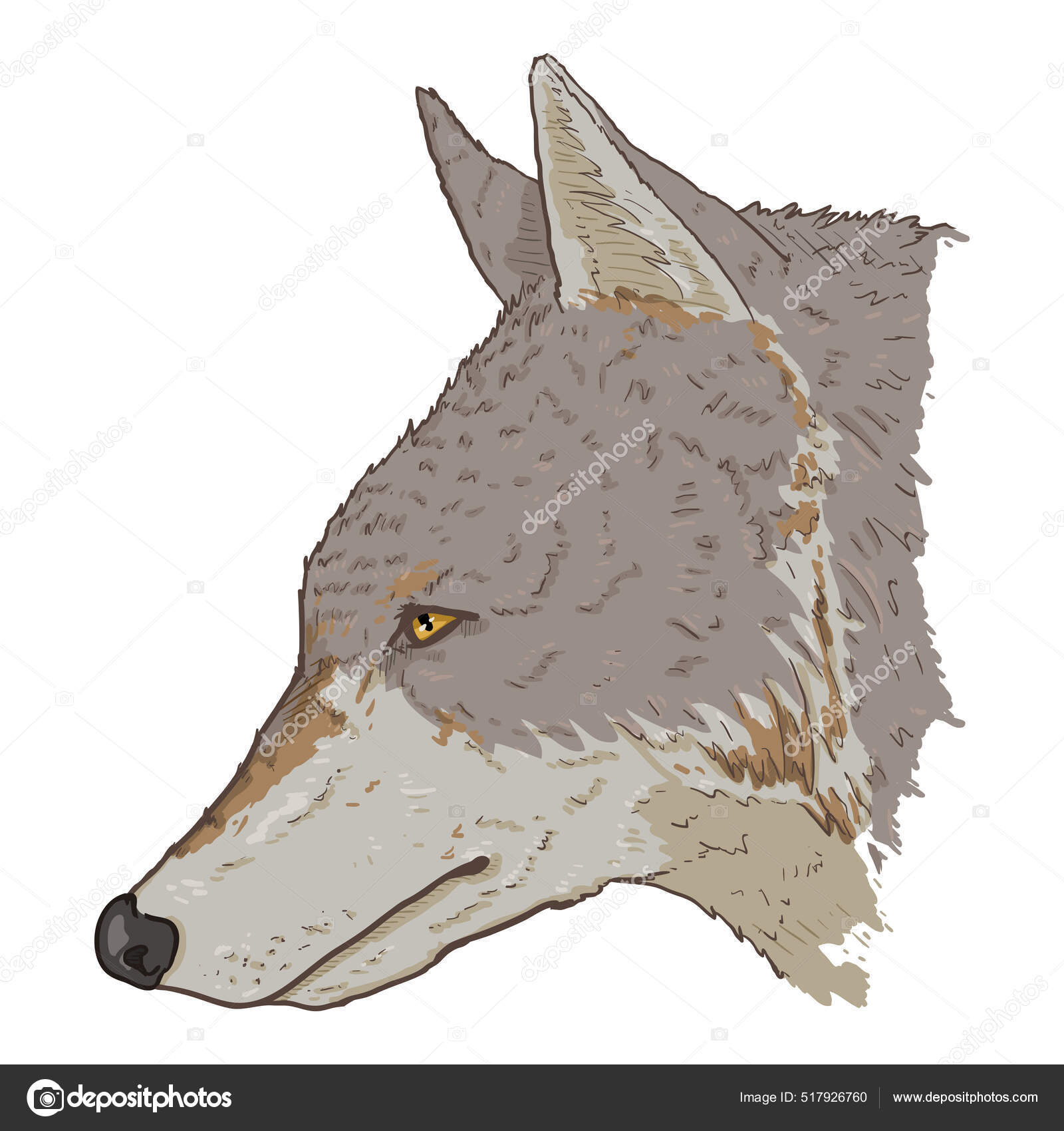 Wolf Head Side Drawing