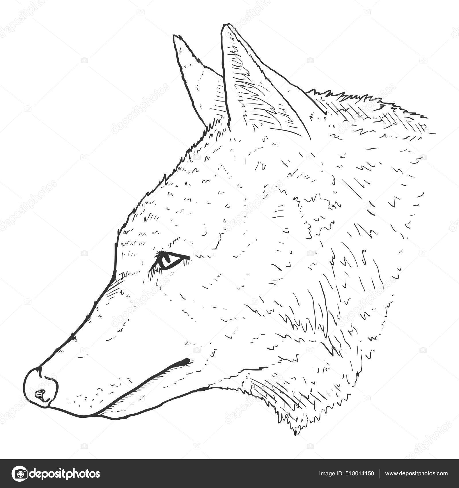 Wolf Head Side View Vector Sketch Illustration Stock Vector by ©nikiteev 518014150