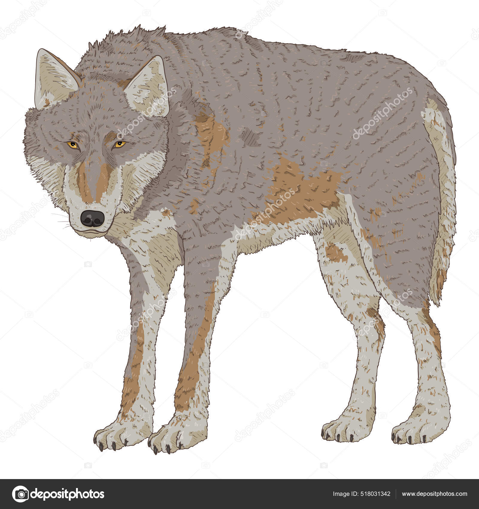 Wolf Standing Drawing