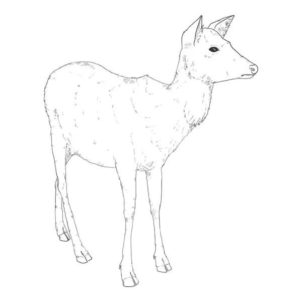 Szarvas rajz Stock vektorok, Szarvas rajz Jogdíjmentes illusztrációk ...