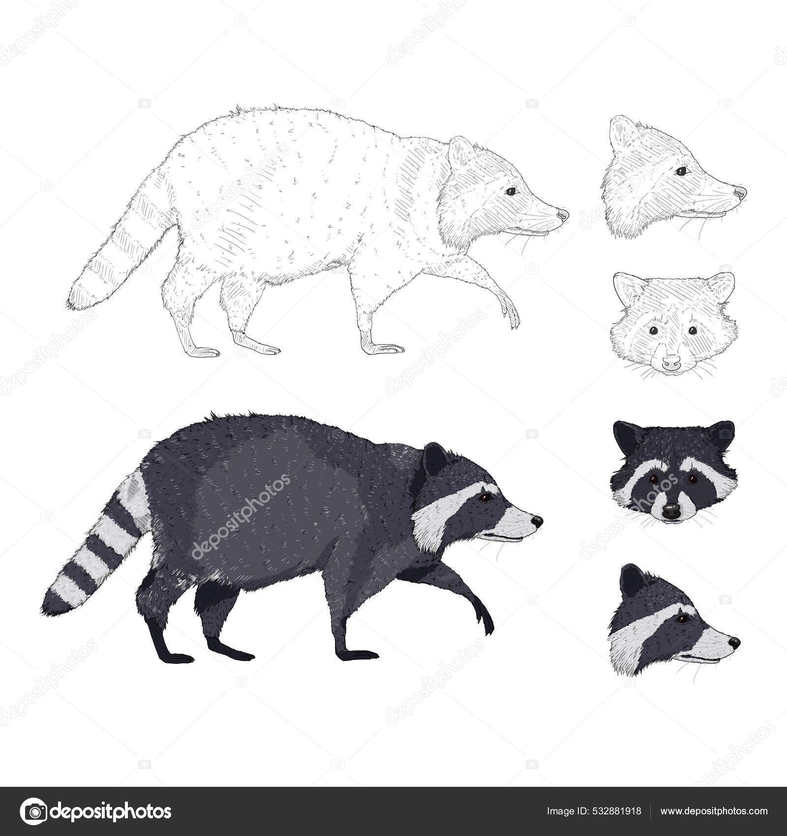 Vector Set Raccoon Illustrations Sketch Cartoon Style Stock Vector by ...