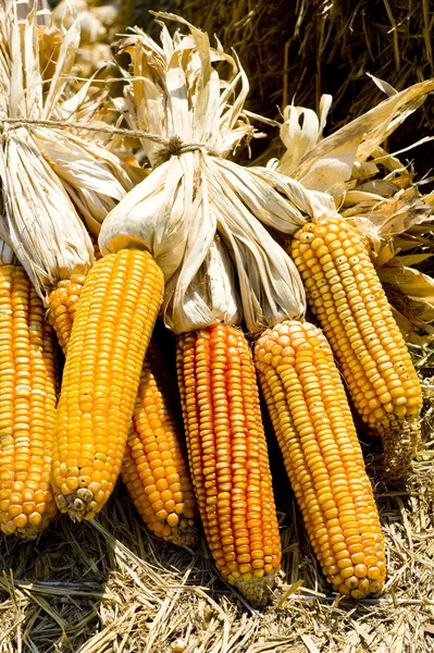 5,680 Mature corn Stock Photos | Free & Royalty-free Mature corn Images ...