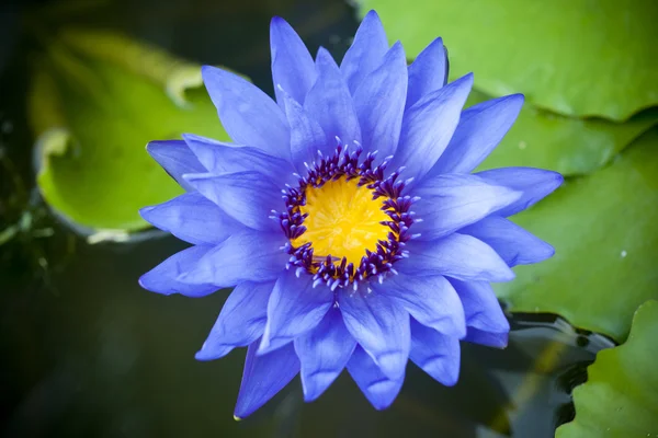 Blue lotus Stock Photos, Royalty Free Blue lotus Images | Depositphotos