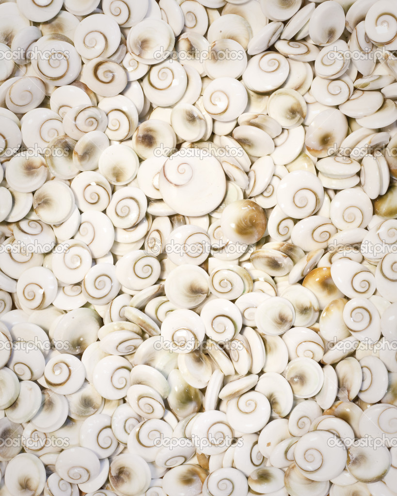 Shell background Stock Photo by ©AppleEyesStudio 31702363