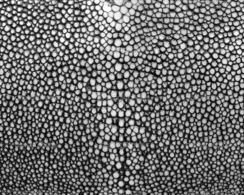 A closeup of a stingray skin texture Stock Photo by ©AppleEyesStudio ...