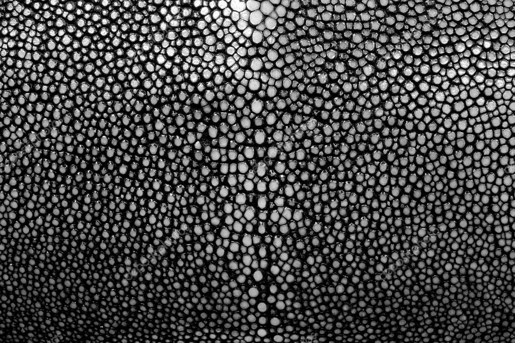 A closeup of a stingray skin texture — Stock Photo © AppleEyesStudio ...