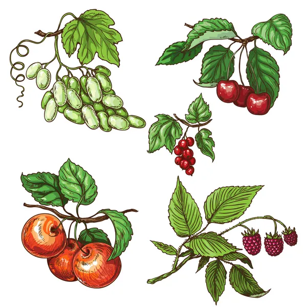 3,279 Maliny rysunek Stock Illustrations | Depositphotos®