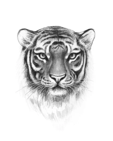 Tigris rajz Stock fotók, Tigris rajz Jogdíjmentes képek | Depositphotos