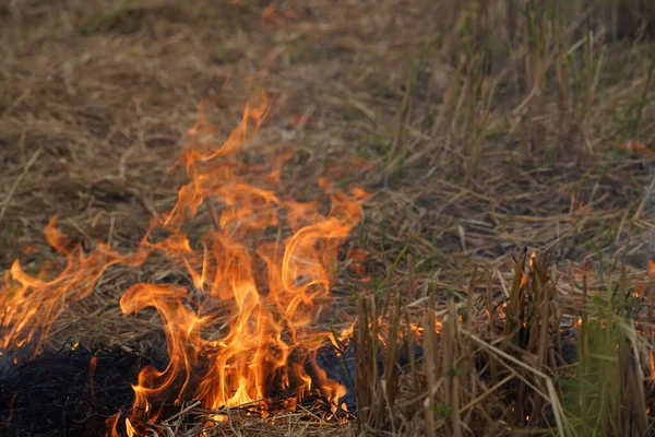 Hay fire Stock Photos, Royalty Free Hay fire Images | Depositphotos