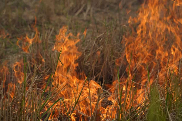Cane fire sparks Stock Photos, Royalty Free Cane fire sparks Images ...