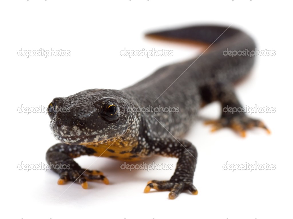 Great Crested Newt Stock Photo by ©JGade 27690873