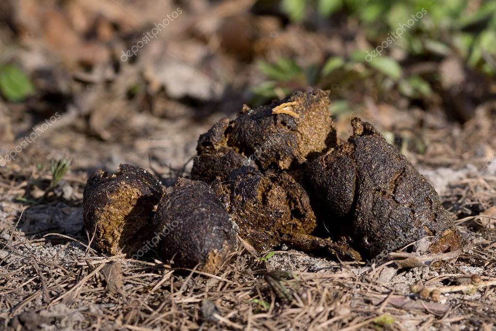 Dog Poo — Stock Photo © JGade #27711561