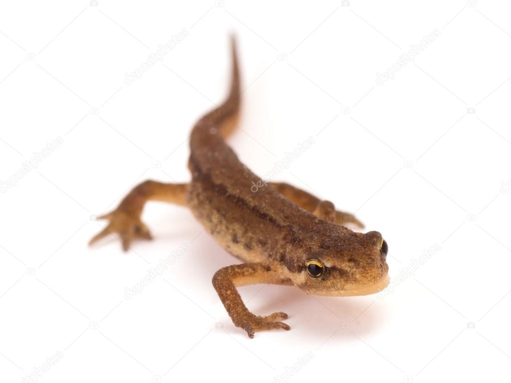 Small Newt ⬇ Stock Photo, Image by © JGade #27714099