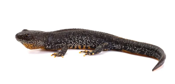 Great Crested Newt Stock Photo by ©JGade 36517839