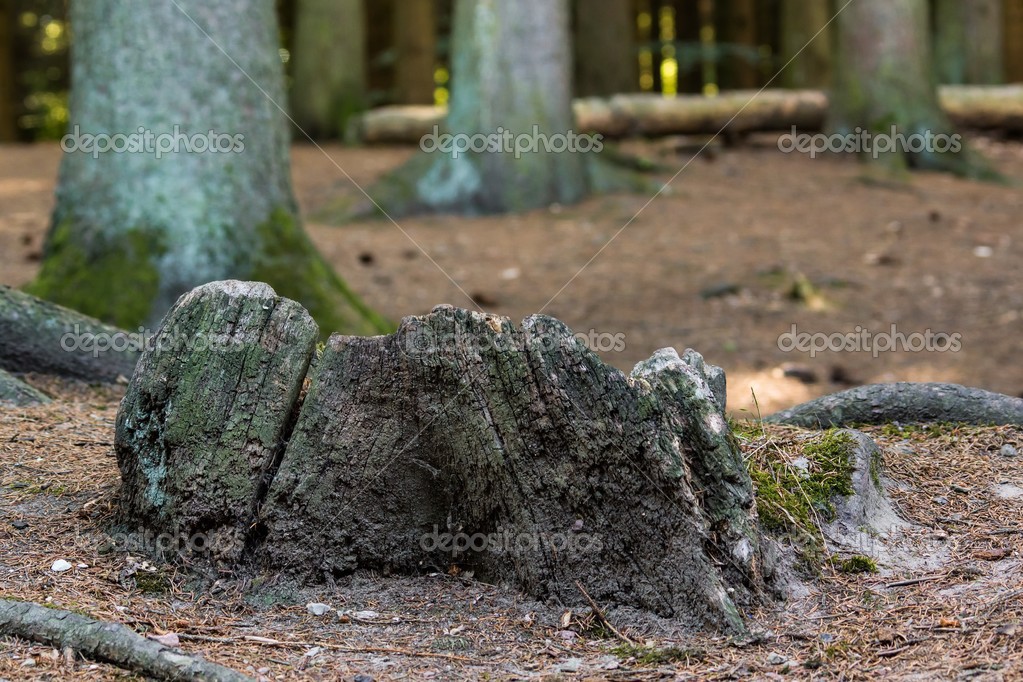 Old tree stump Stock Photo by ©JGade 29450119