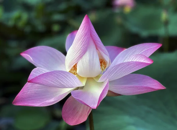 Victoria lotus flower Stock Photos, Royalty Free Victoria lotus flower ...