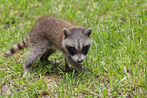Baby raccoon Stock Photos, Royalty Free Baby raccoon Images | Depositphotos
