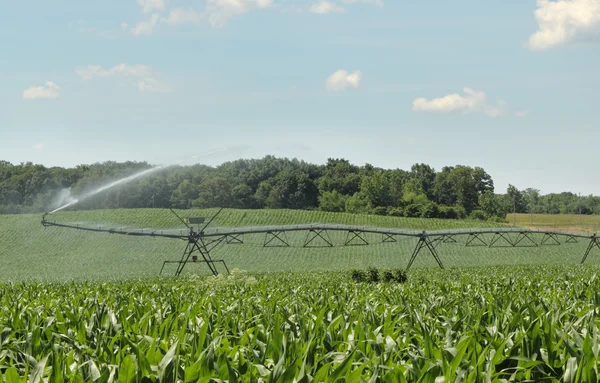 Watering Corn Crop Stock Photo by ©chasbrutlag 29437121