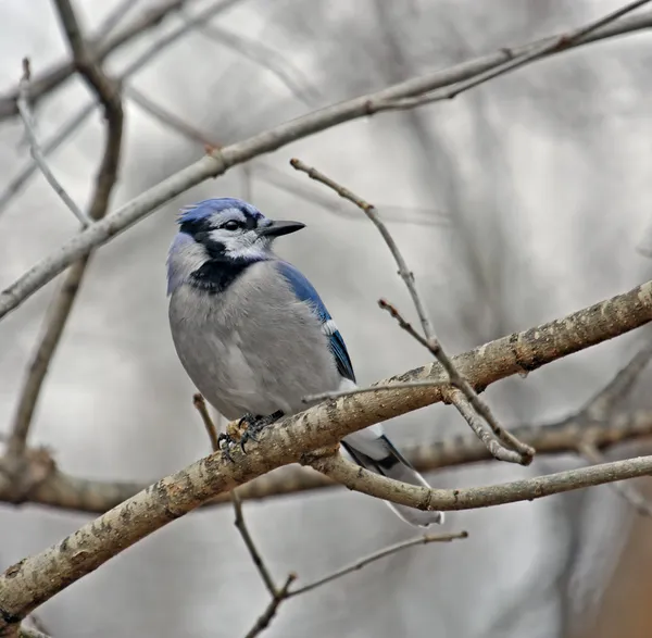 Blue jay Pictures, Blue jay Stock Photos & Images | Depositphotos®