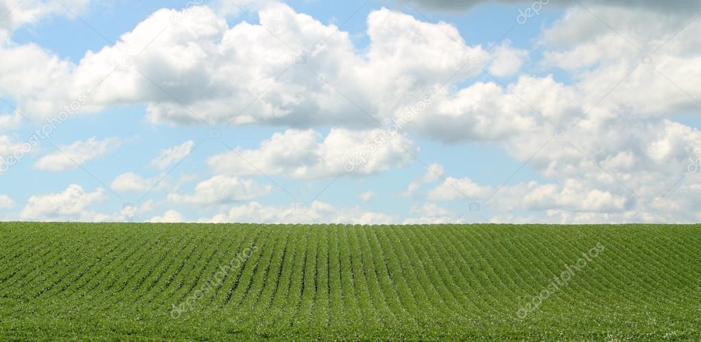 Soybean Field — Stock Photo © chasbrutlag #41692883