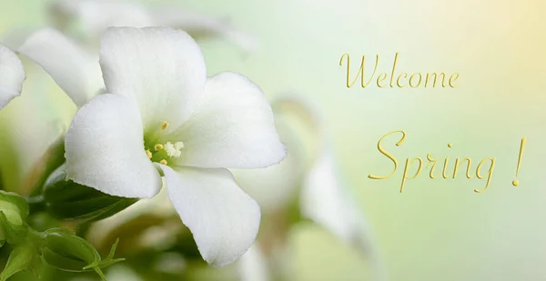 Welcome spring Stock Photos, Royalty Free Welcome spring Images ...