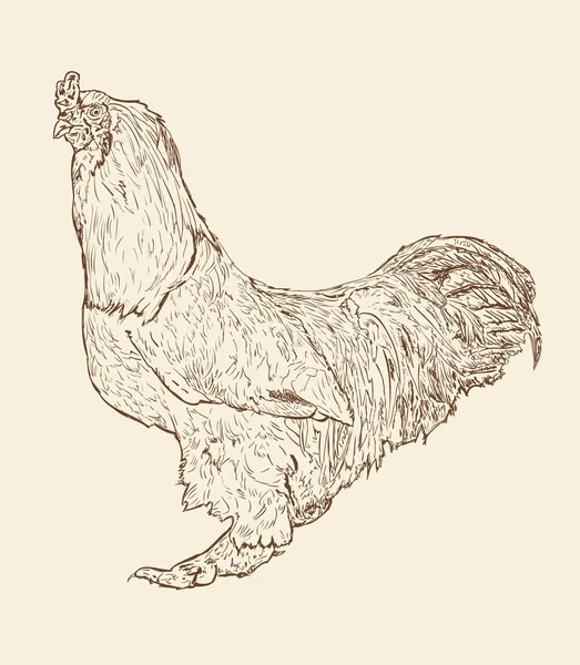 Reális rajz csirke Stock fotók, Reális rajz csirke Jogdíjmentes képek ...