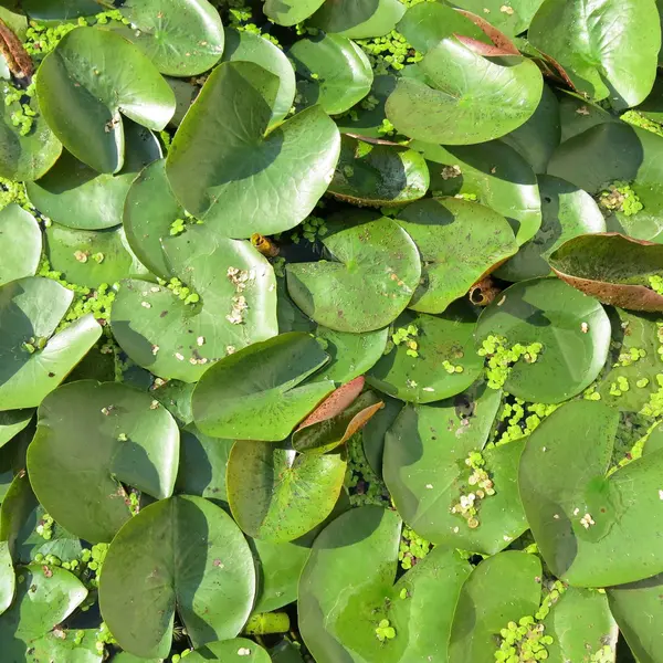 Fish weed Stock Photos, Royalty Free Fish weed Images | Depositphotos