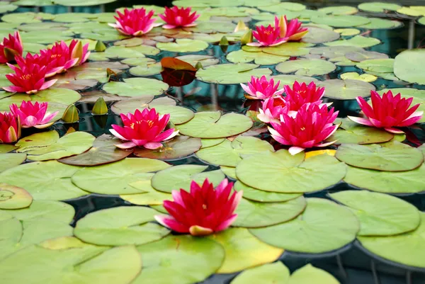 Lotus flower red Stock Photos, Royalty Free Lotus flower red Images ...