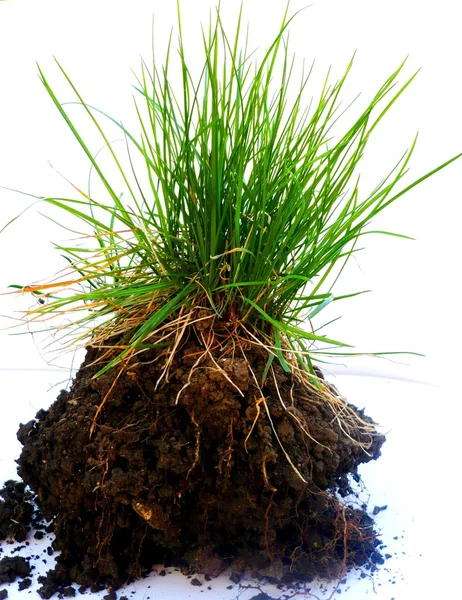Grass roots Stock Photos, Royalty Free Grass roots Images | Depositphotos
