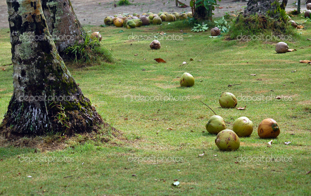 Every spring, coconuts migrate from Sri Lanka to the UK, travelling ...