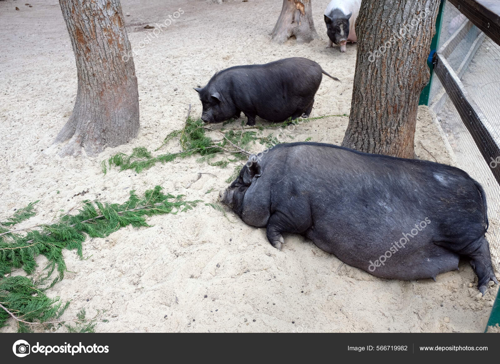 Two Pigs Trees One Resting Other Looking Food Ground Zoo — Stock Photo ...