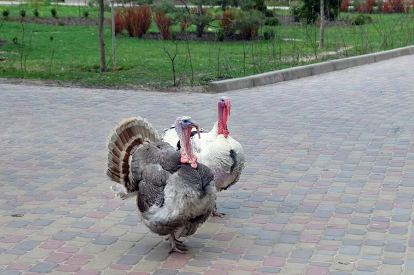 Black sea turkey Stock Photos, Royalty Free Black sea turkey Images ...