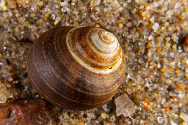 Moluscos gasterópodo pulmonados terrestres Stock Photos, Royalty Free ...