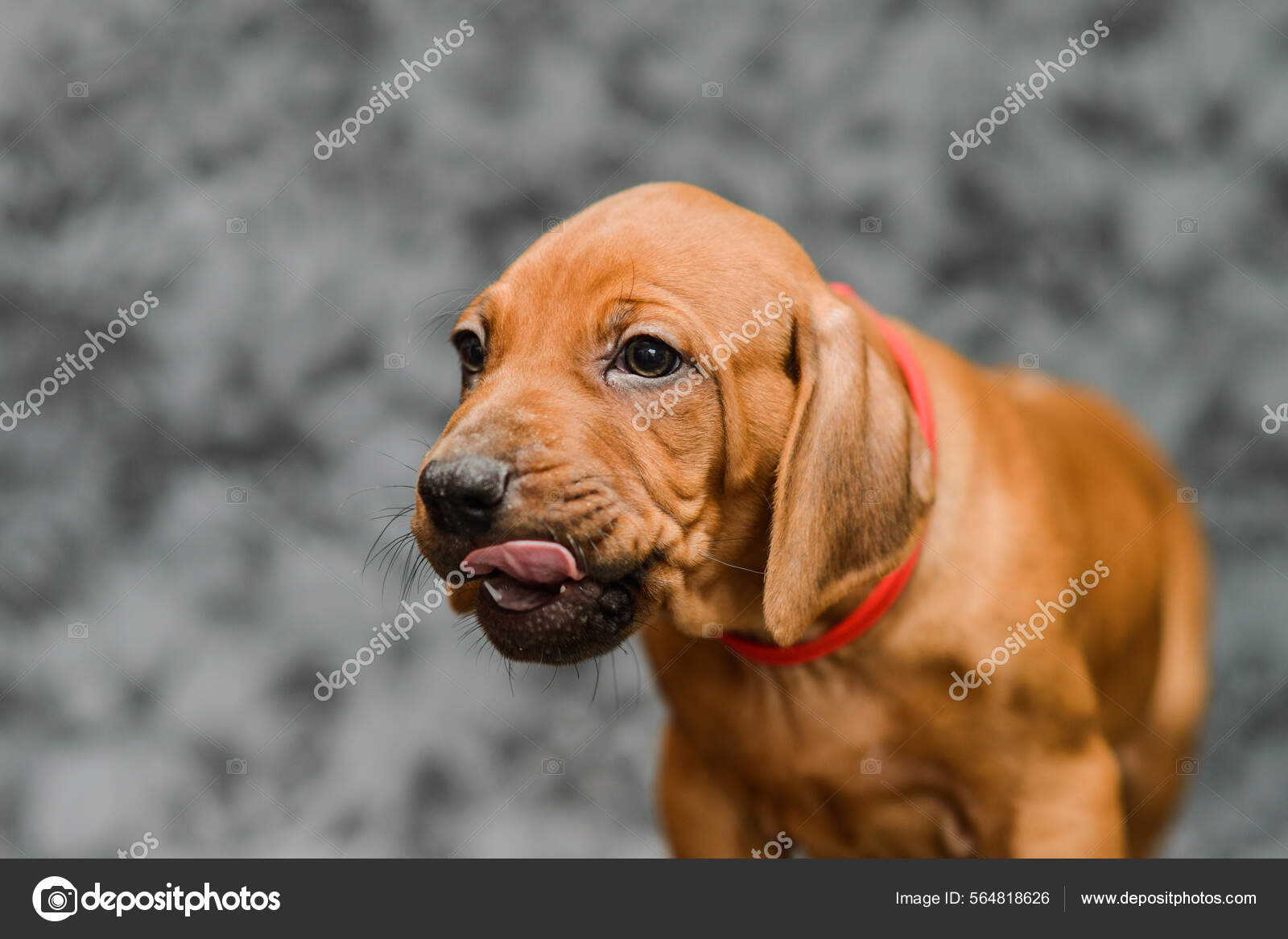 Cute Rhodesian Ridgeback Puppy Dog Close Portrait Tongue Out Grey Stock ...