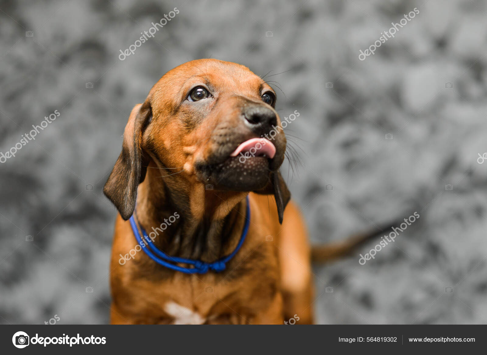 Cute Rhodesian Ridgeback Puppy Dog Close Portrait Tongue Out Grey Stock ...