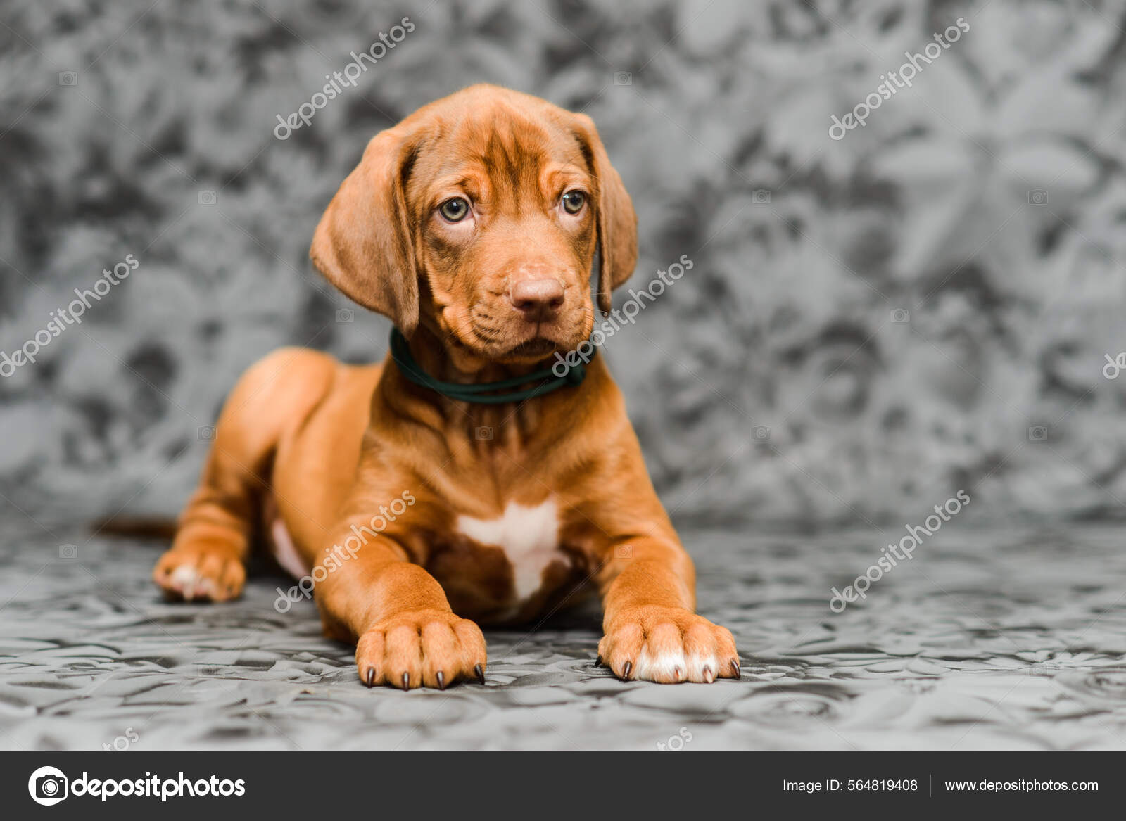 Grey Vizsla Puppies