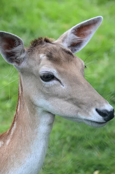 White tailed deer close up portrait Stock Photos, Royalty Free White ...