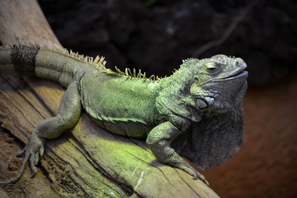 Reptile - Stock Image - Everypixel